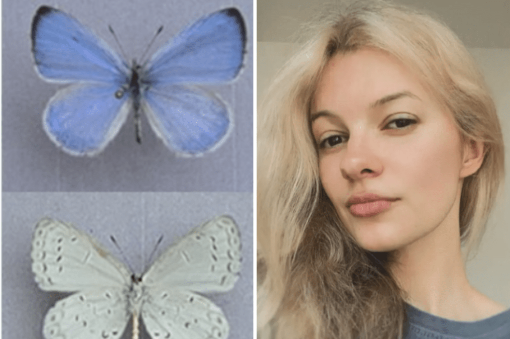 Butterfly species name after Charlotte stabbing victim Iryna Zarutska