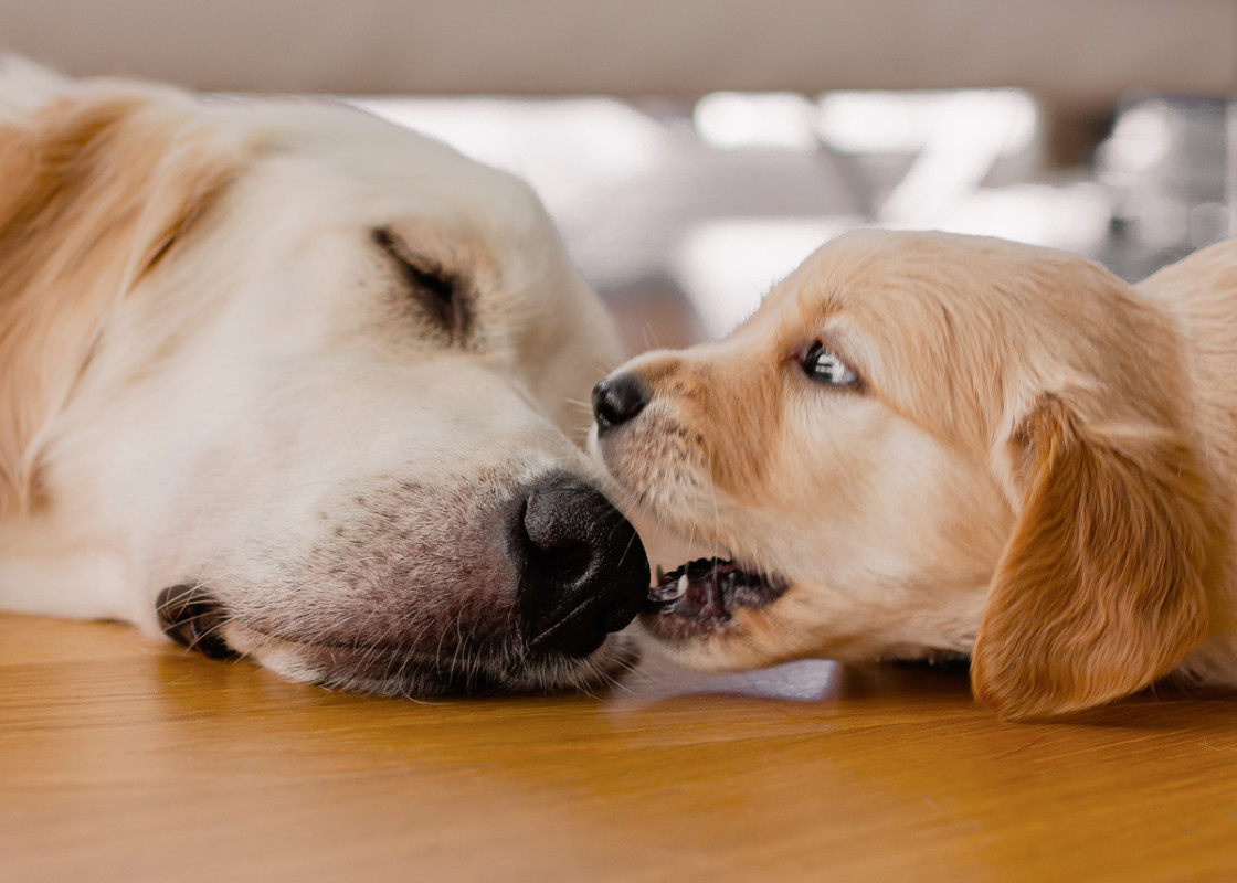 Golden Retriever Puppy's Funny 'Sneak Attack' on Dog Sibling Ends in ...