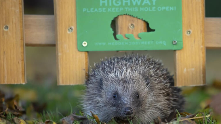 Why a Hedgehog Gate in the Garden Fence Can Make a Big Difference
