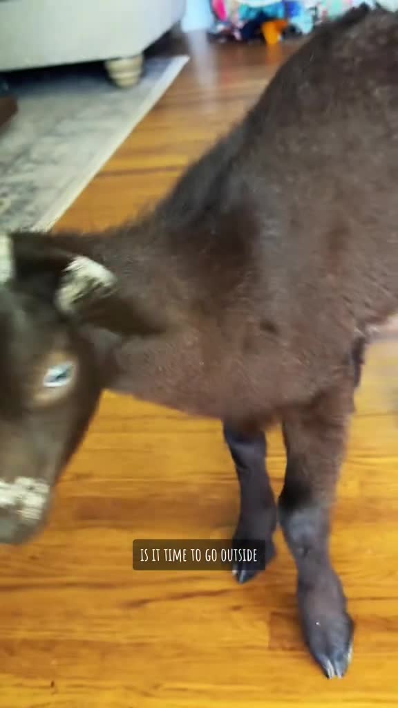 Can Buck Get the Job Done? Donkey Breeding Update Day 4