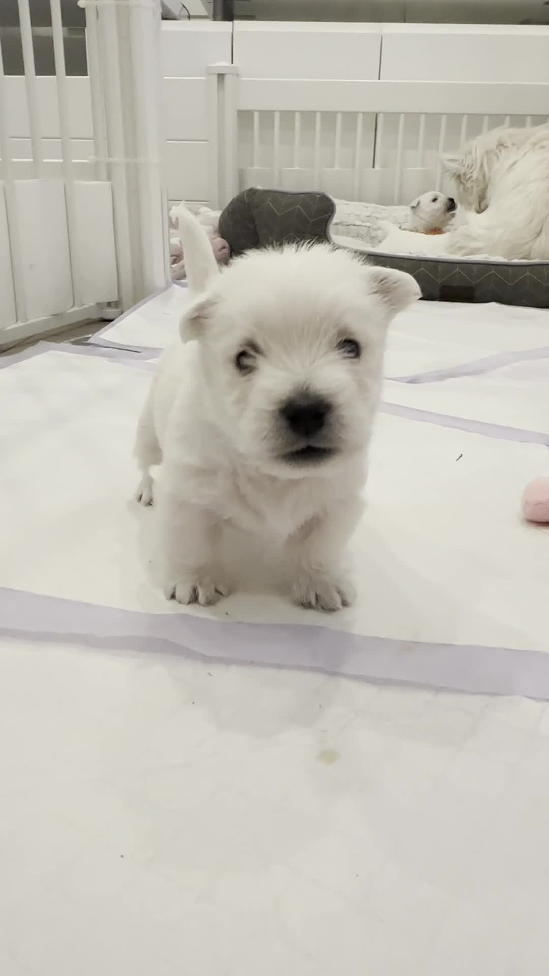 Adorable Puppy Playtime in a Cozy Bed