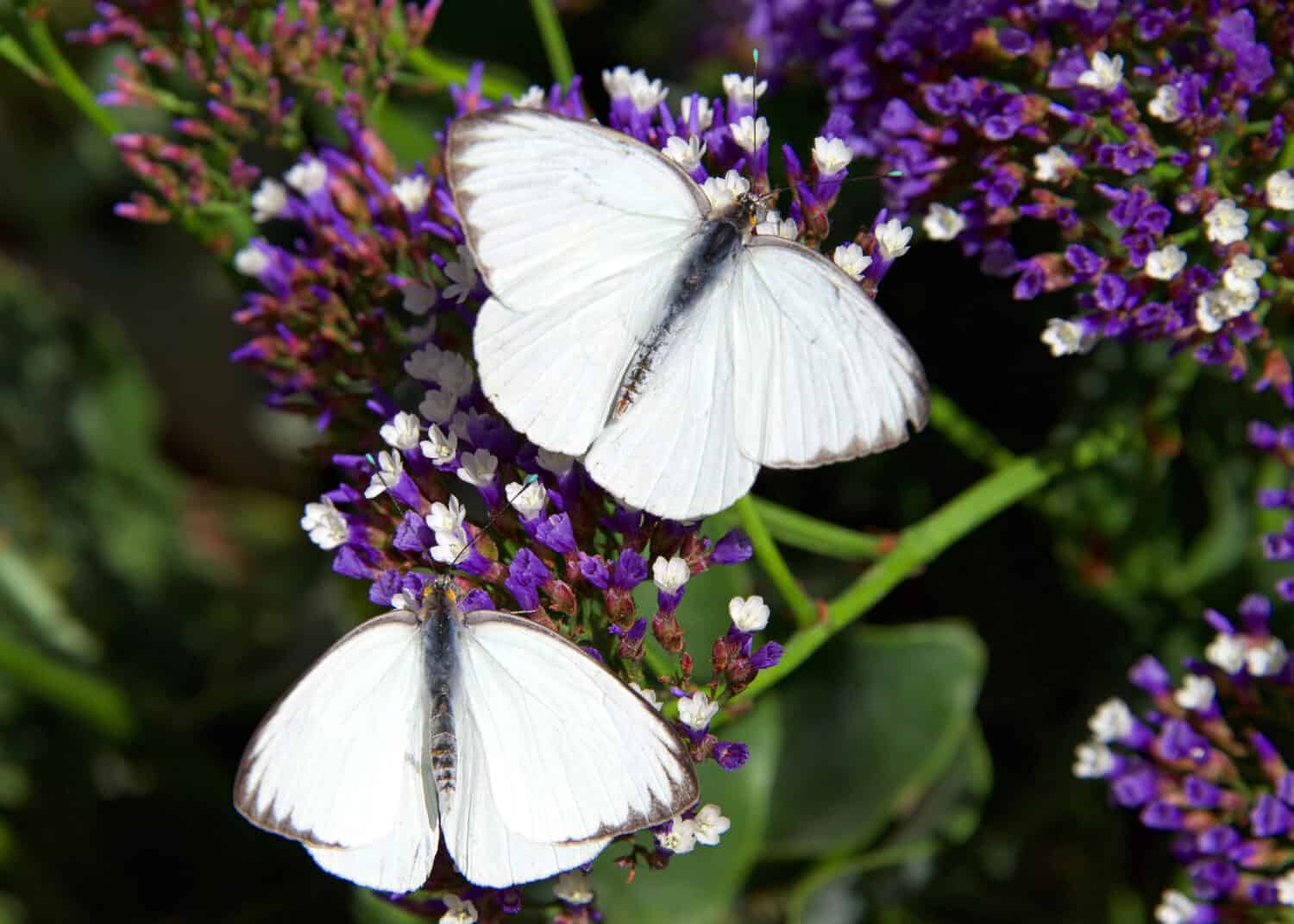 These Gorgeous Flowers Are Loved by Butterflies
