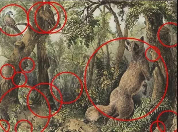 99% can see only the Fox, but only 1% can see the Other Hidden Animals ...