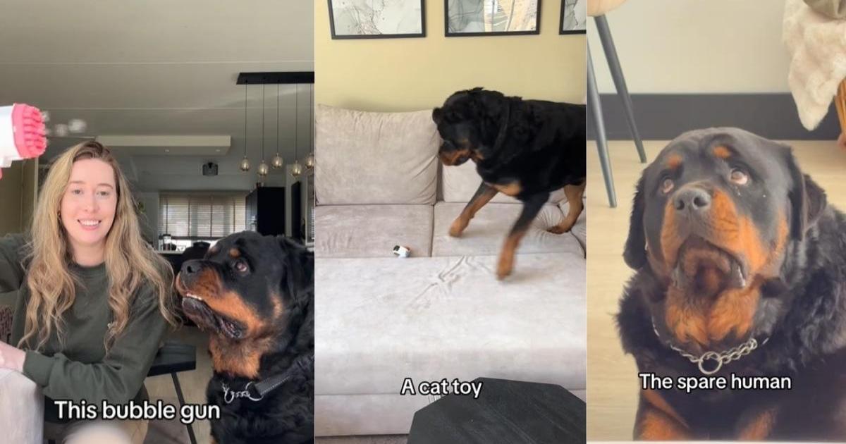 Video: Owner Lists ‘Random Things' That Annoyed Rottweiler
