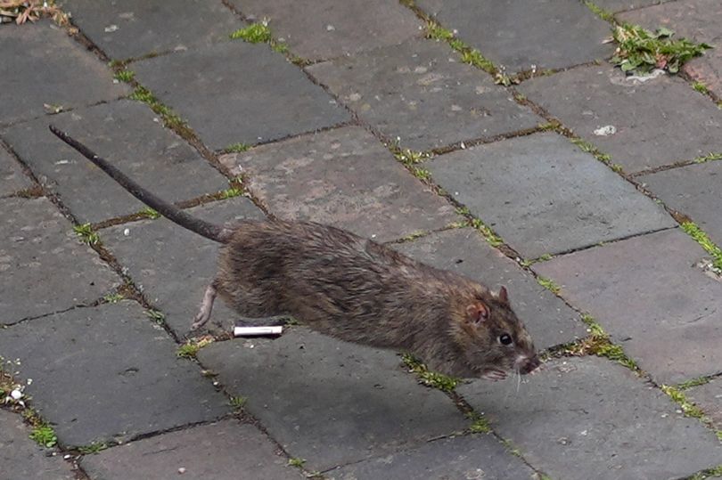The Liverpool rat league - city areas ranked for rodent problems