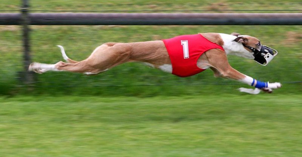 28 Lightning-Fast Dog Breeds That Excel in Speed and Agility