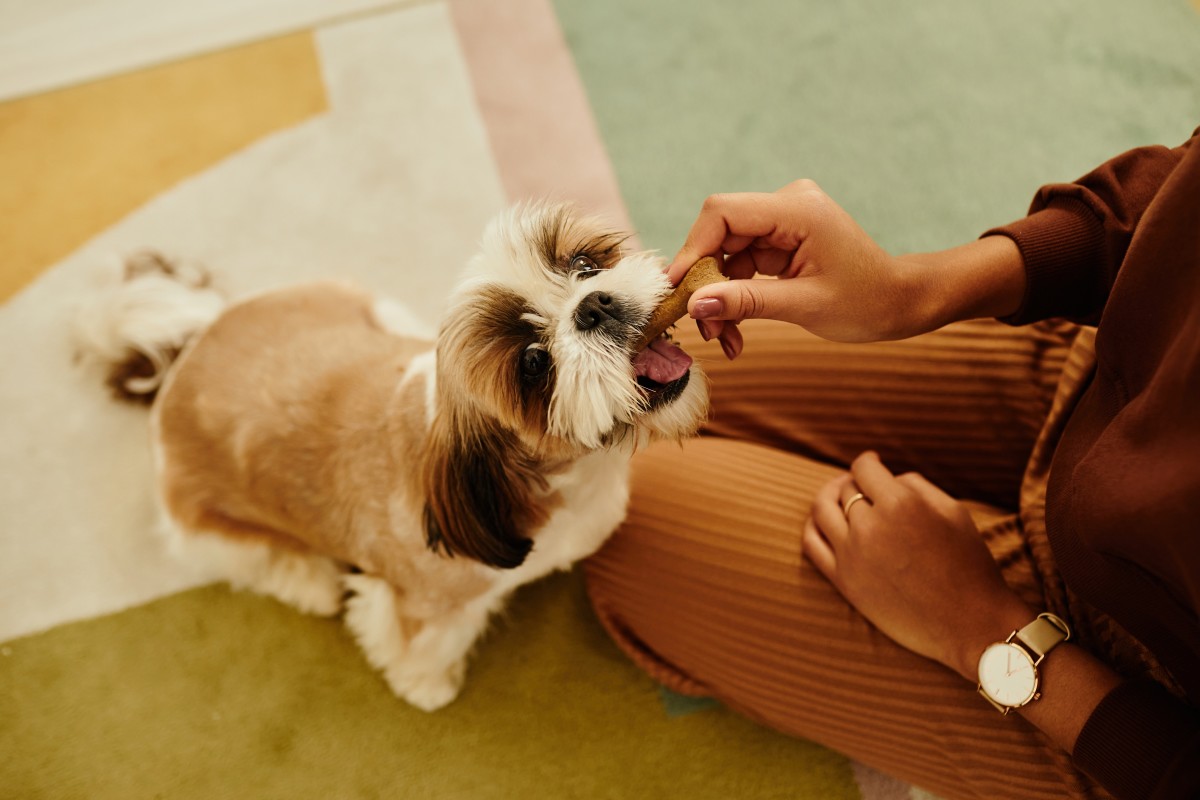 Trying to Tame Your Dog's Stinky Breath? Make These Healthy Homemade Treats