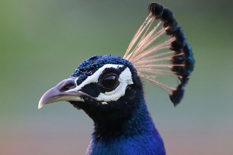 8 Dinosaur Traits That Still Exist In Animals Today