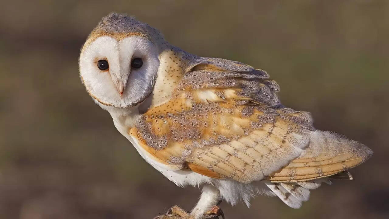 Barn owl rescued from fish tail palm tree at Ribandar