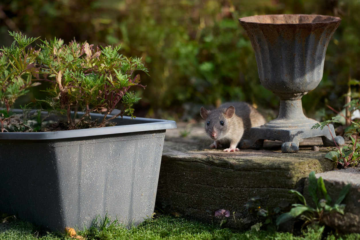 Deter rats from your yard with one plant gardeners swear by