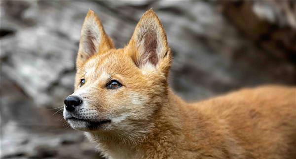 HotCopper users react as Aeris sells copper project to recently ...