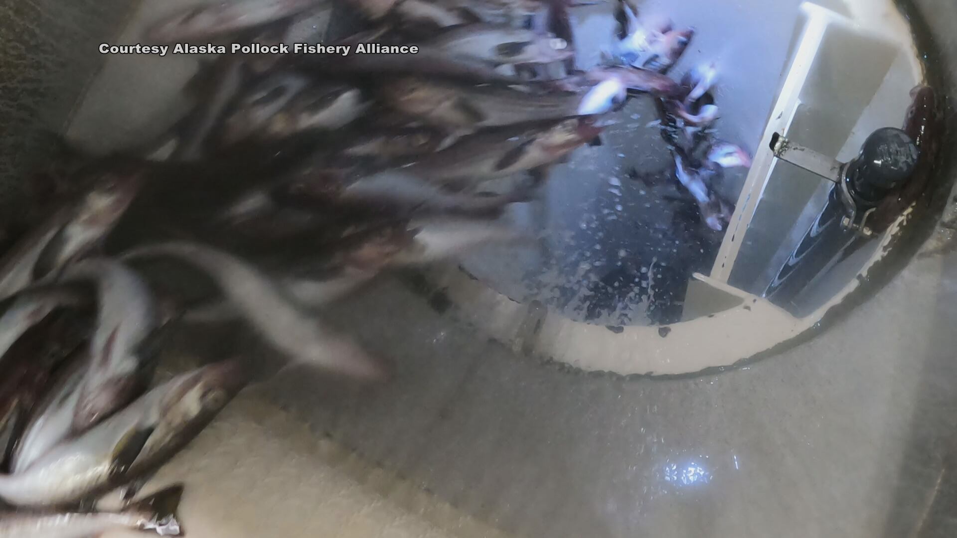 Study shows impact Alaska Pollock Fishery has on economy