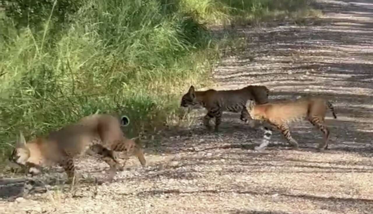 Trio of bobcats surprise ranger at South Texas state park