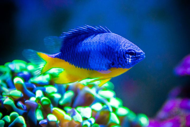8 Animals That Keep Pets Of Their Own