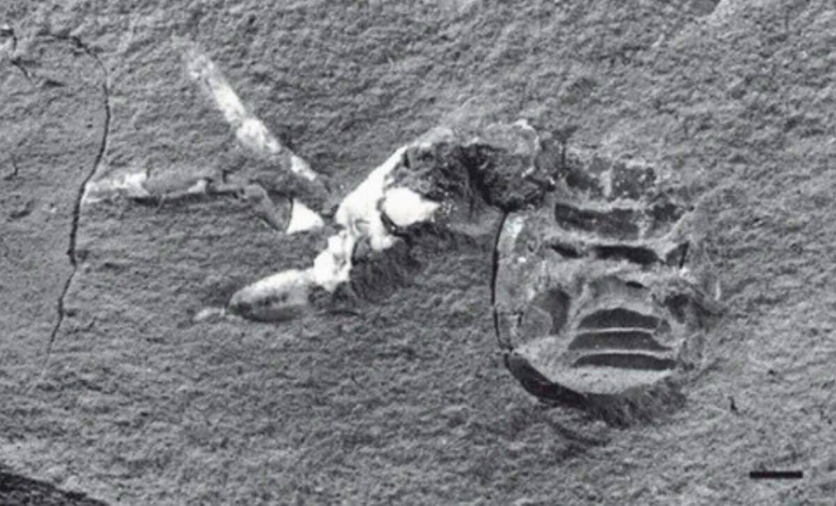 Scientists Unearth Giant Prehistoric Spider Fossil With Hairy Legs ...