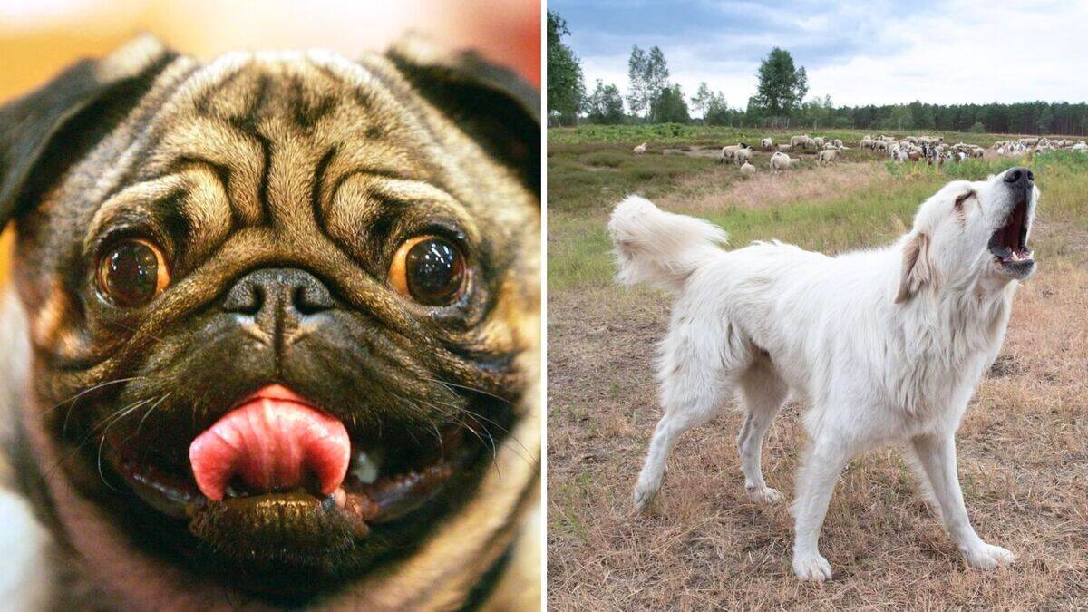 The 30 Most Difficult Dog Breeds To Train