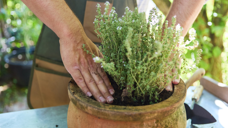 The Easy Way To Divide Thyme Plants For An Endless Supply