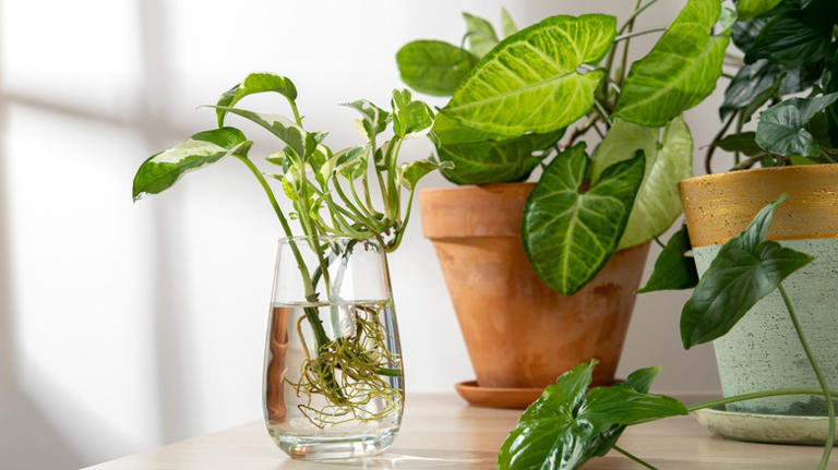 The Kitchen Is Perfect For Your Plant Propagation Station - Except This ...