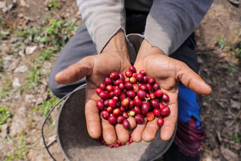 Cecafé: Agora é correr para reconquistar espaço nos EUA