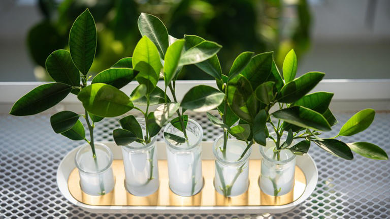 The Kitchen Is Perfect For Your Plant Propagation Station - Except This ...