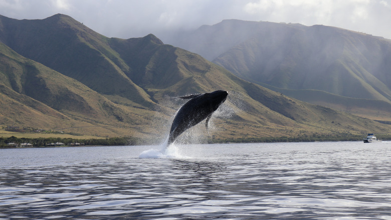 The Best US Destinations To See Migrating Whales (Other Than California)