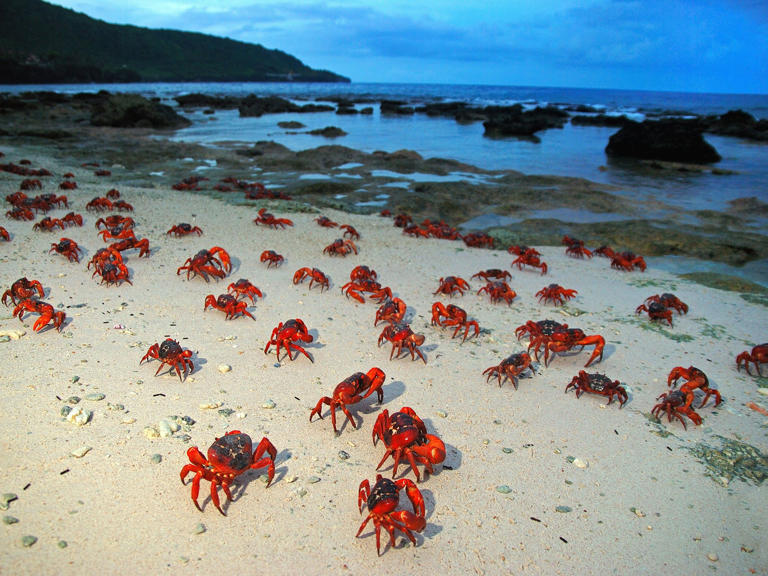 “The world’s greatest migration” is happening right now