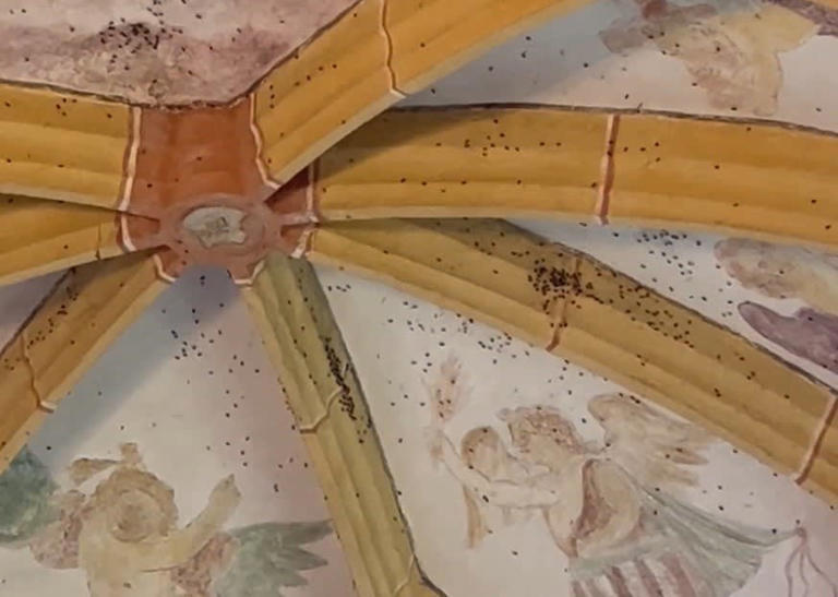 Fliegen-Invasion im Gotteshaus: Kirchen leiden unter Insektenproblem