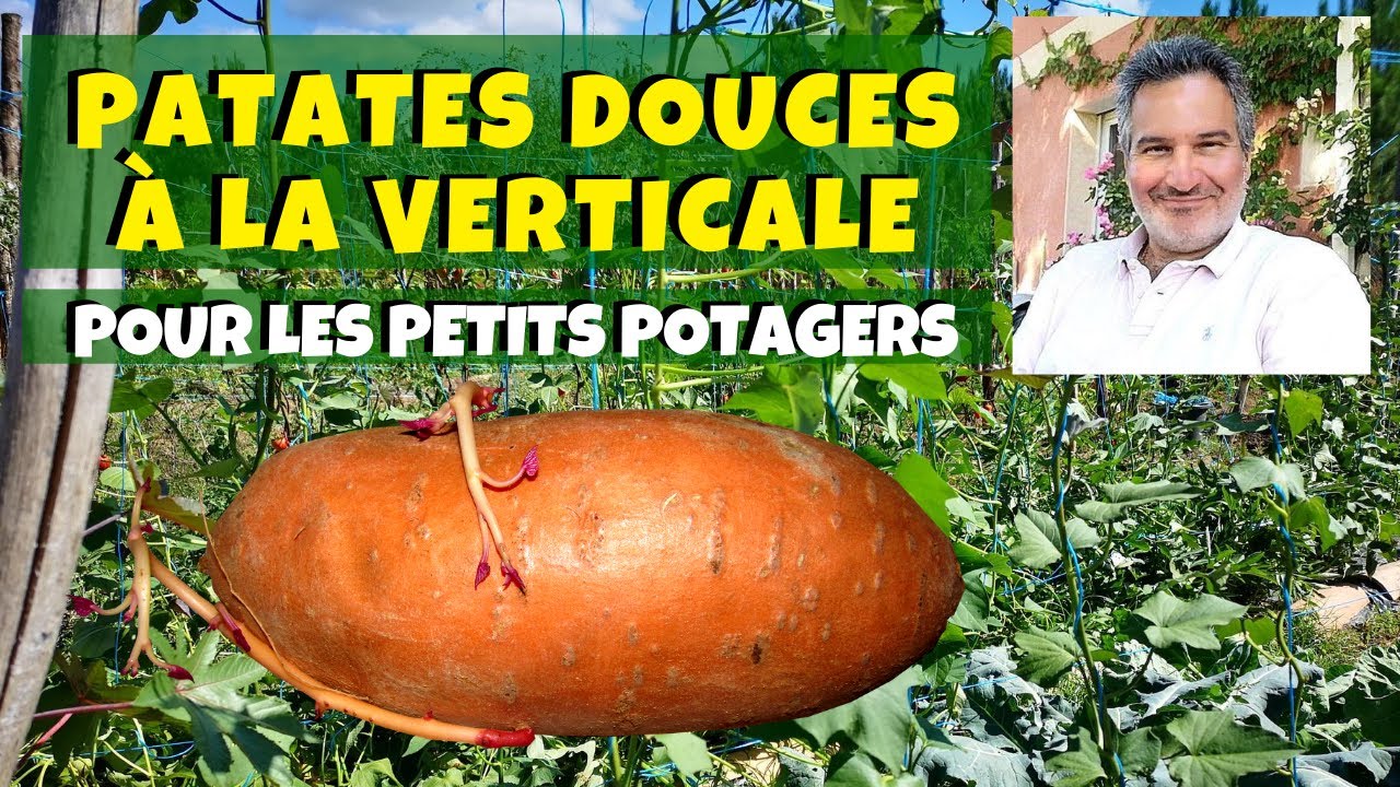Cultiver des patates douces à la verticale même dans un petit jardin