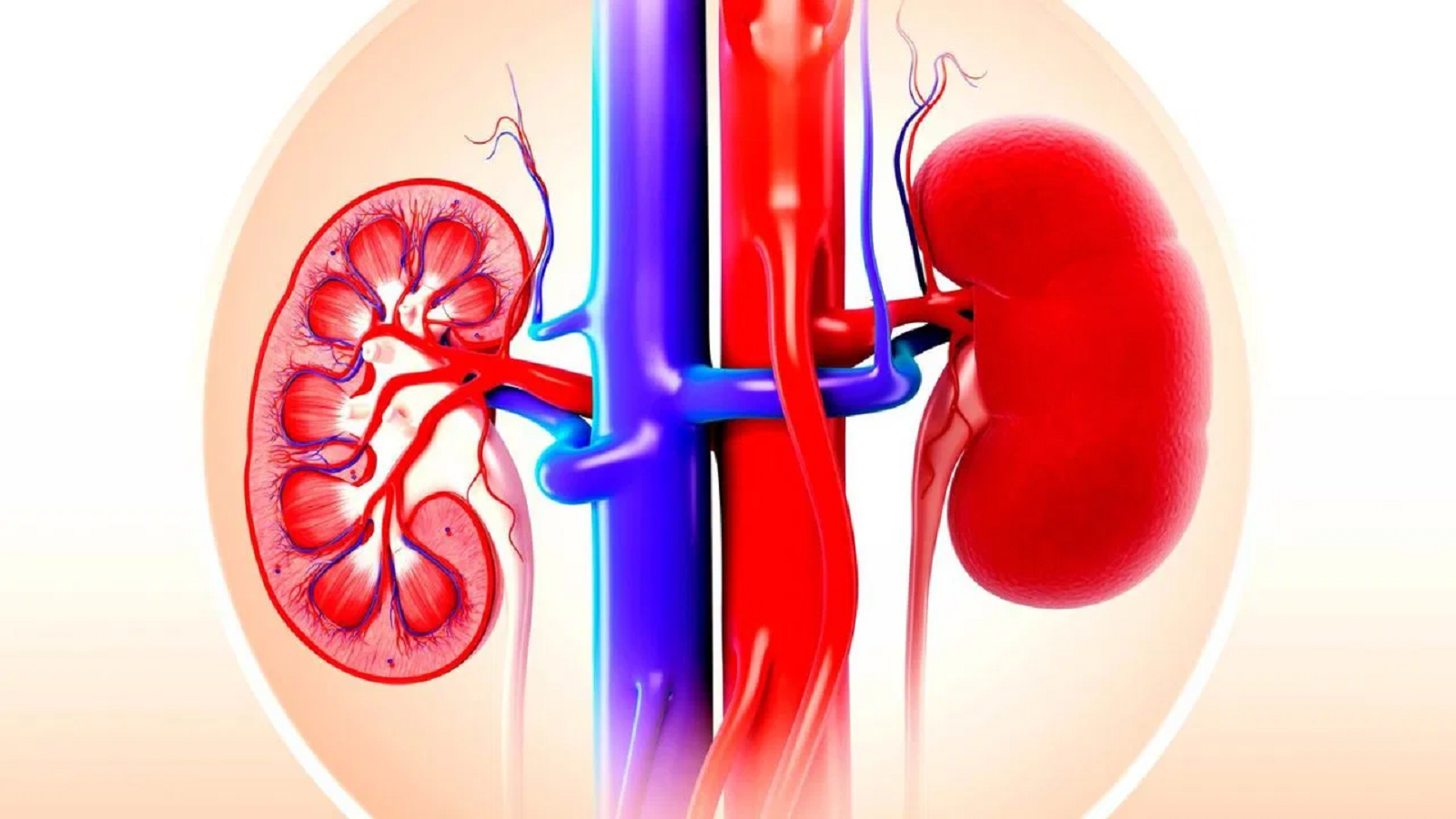Can Children with One Kidney Live a Healthy Life? Experts Explain Care ...