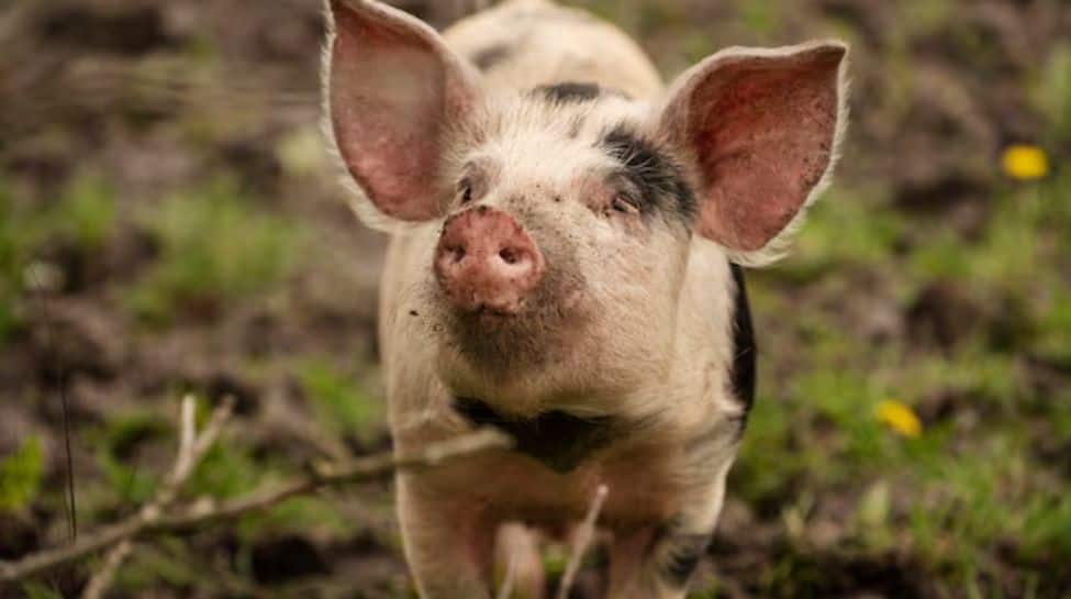10 Animals With The Sharpest Brain In The World
