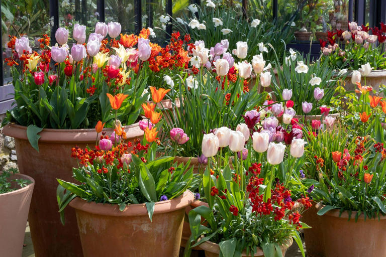 Ideas for glorious tulip combinations in pots