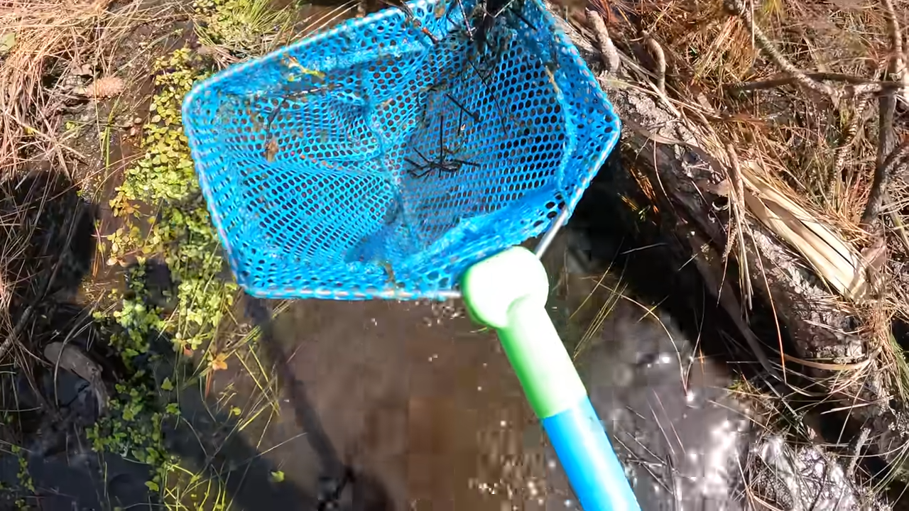 Backyard Tadpole Adventure After Hurricane Milton