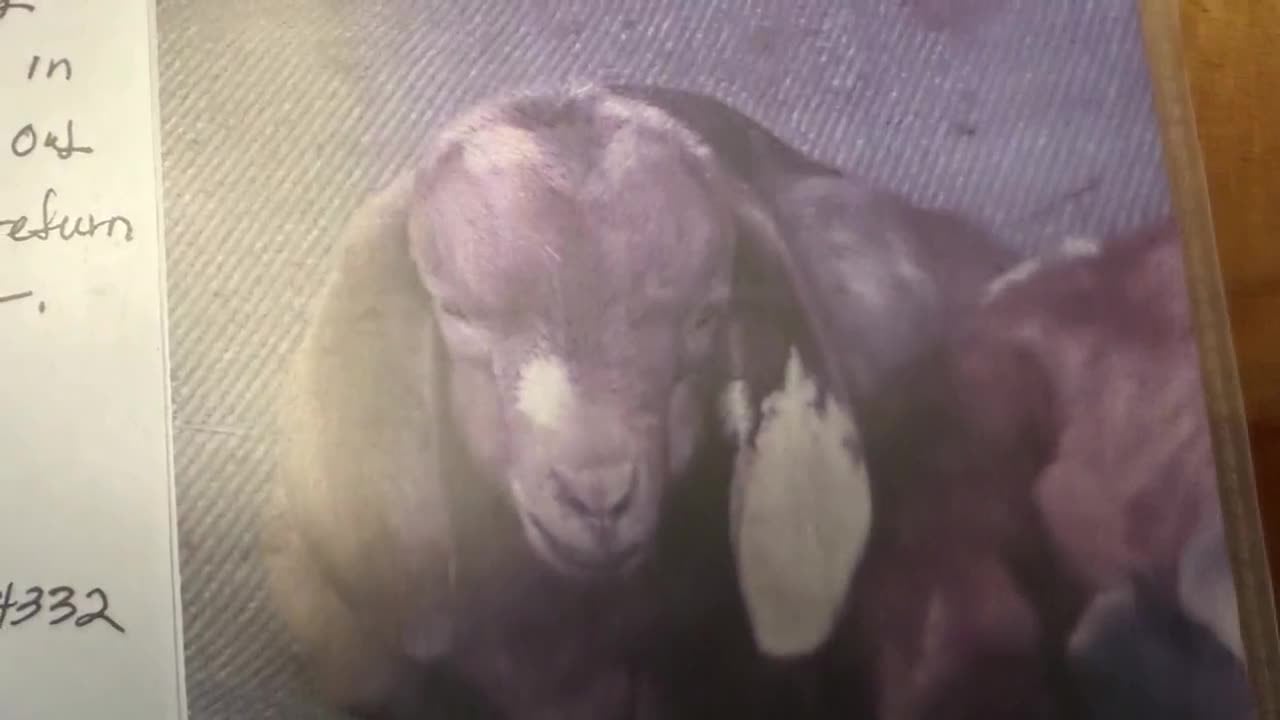 Maui family asks for help in search after prized goat stolen