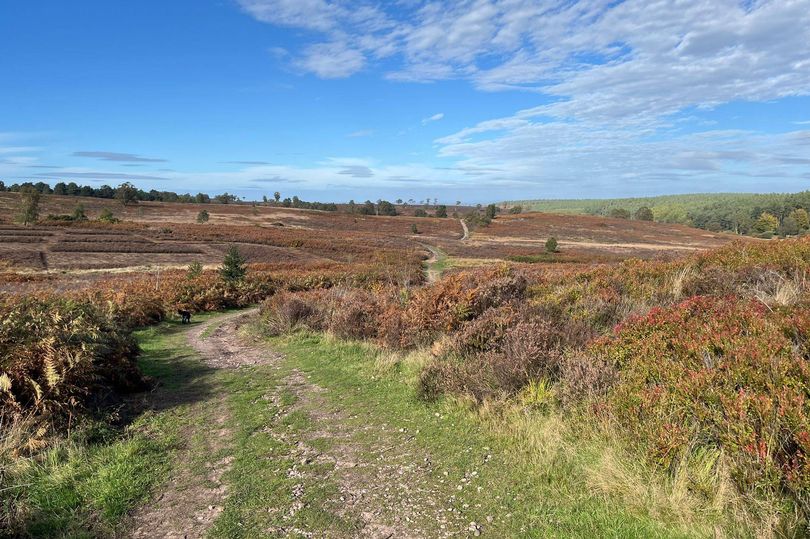 The stunning heathland just an hour from Coventry that's perfect for a ...