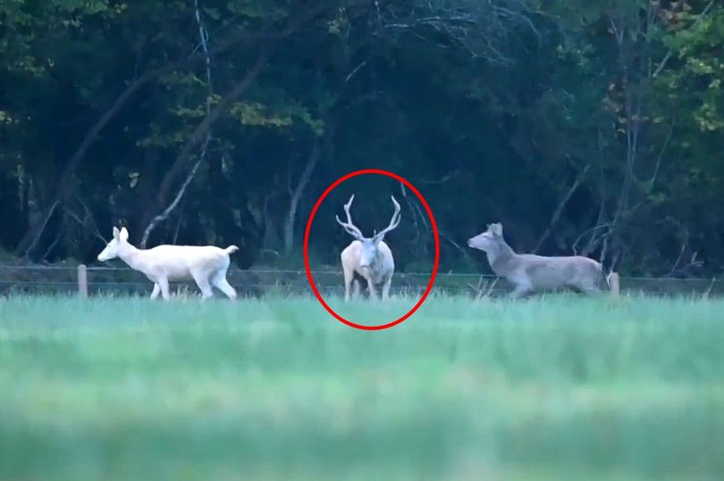 Extremely rare animal found in UK woods after man's year long search