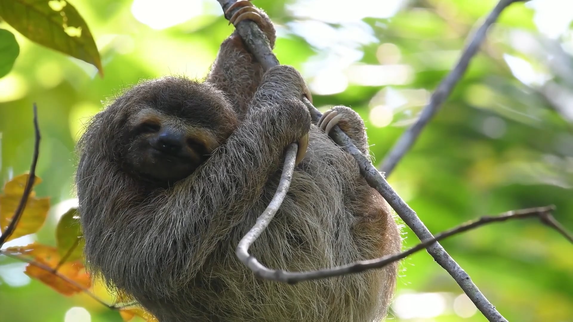Sengångaren: Intima bilder av naturens långsamt rörliga däggdjur