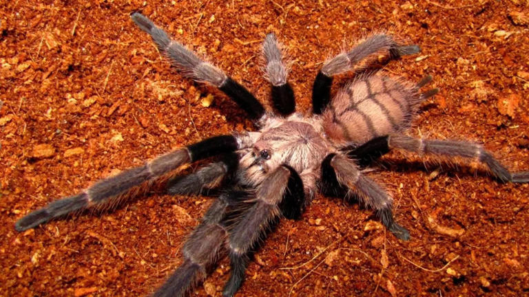 Indian Violet Tarantula: Discover India’s rare, shimmering spider ...
