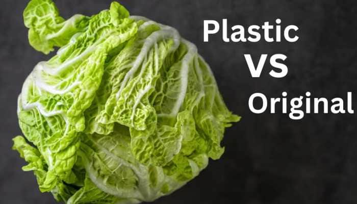 Cabbage Season Is Here! Plastic Cabbage vs Original Cabbage- Check How ...