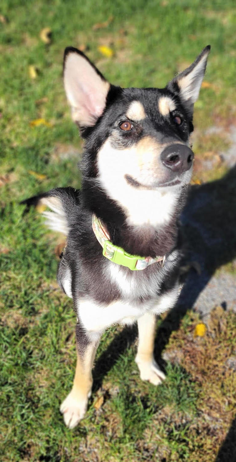 Ask the Shelter: I feed stray cats near my house. Do I need to get them ...