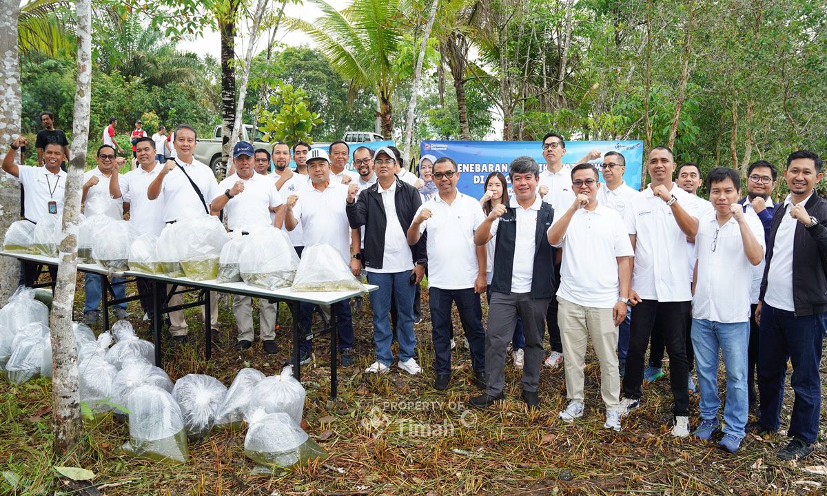 PT TIMAH Tbk Tebar 15.000 Bibit Ikan Nila, Optimalisasi Kolong Bekas ...