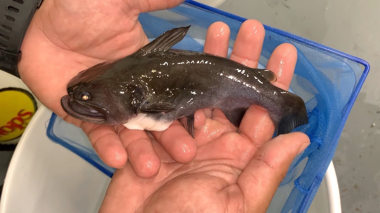 Acclimating a Large Gulper Fish to a Home Aquarium