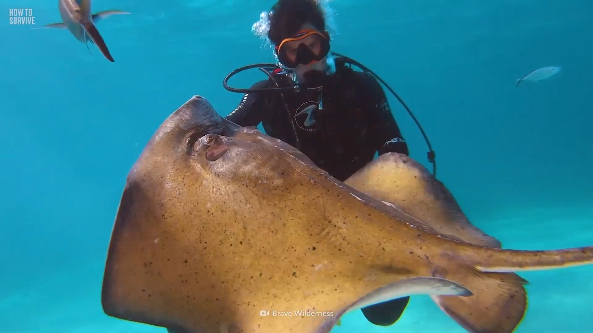 Das tragische Ende des Krokodiljägers Steve Irwin