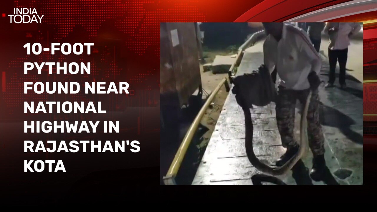 Video: Snake catcher rescues 10-foot python from Kota highway