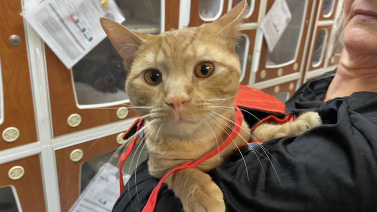 'Bone Appetit' Funds Pets' Futures with Flavors of Luzerne County