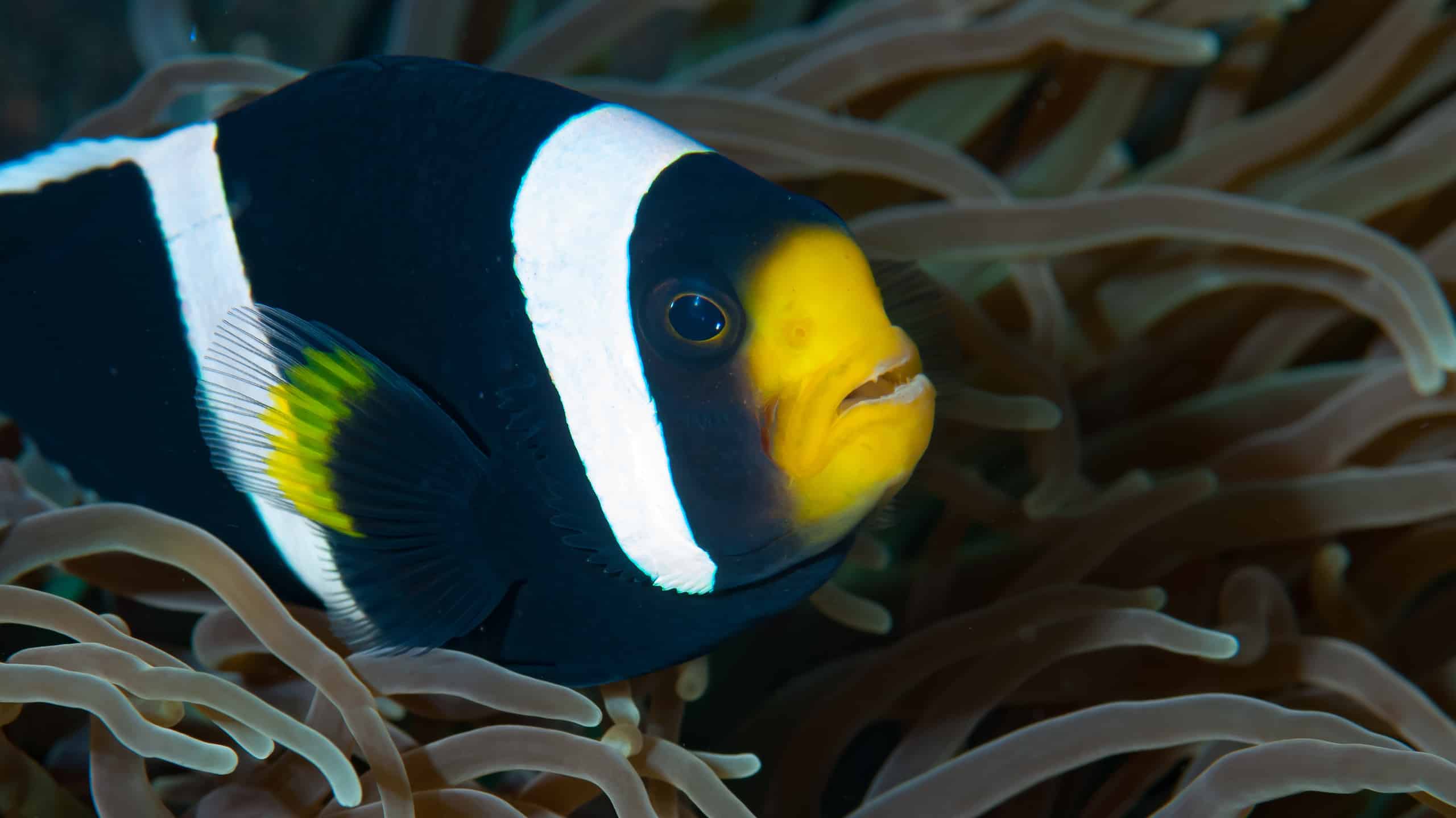 How Artificial Light Is Threatening Ocean Life