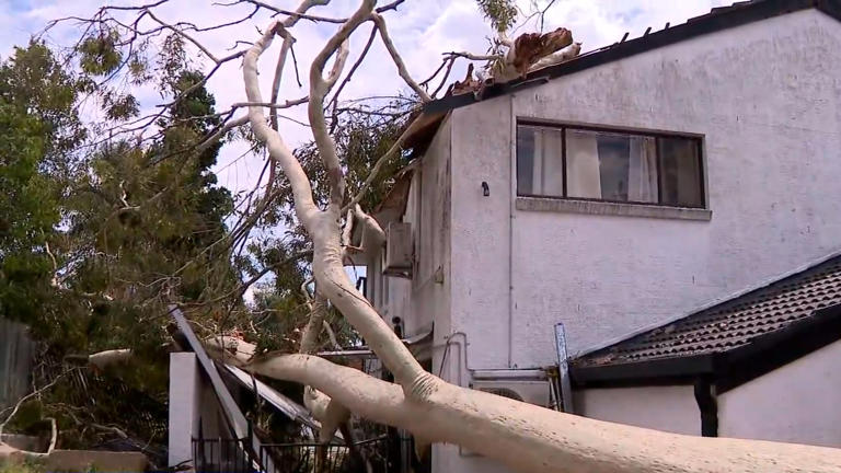 'It's just horrific': Huge gum tree crashes through home in wild storm