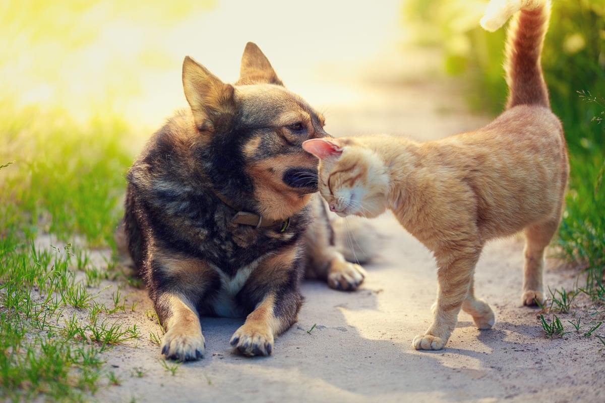 Cats vs. Dogs: The Evidence Is In (and Cats Win)