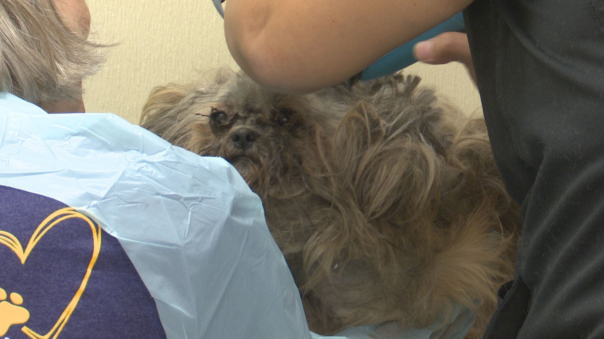 ‘They have been deeply deeply neglected:’ National Mill Dog Rescue ...