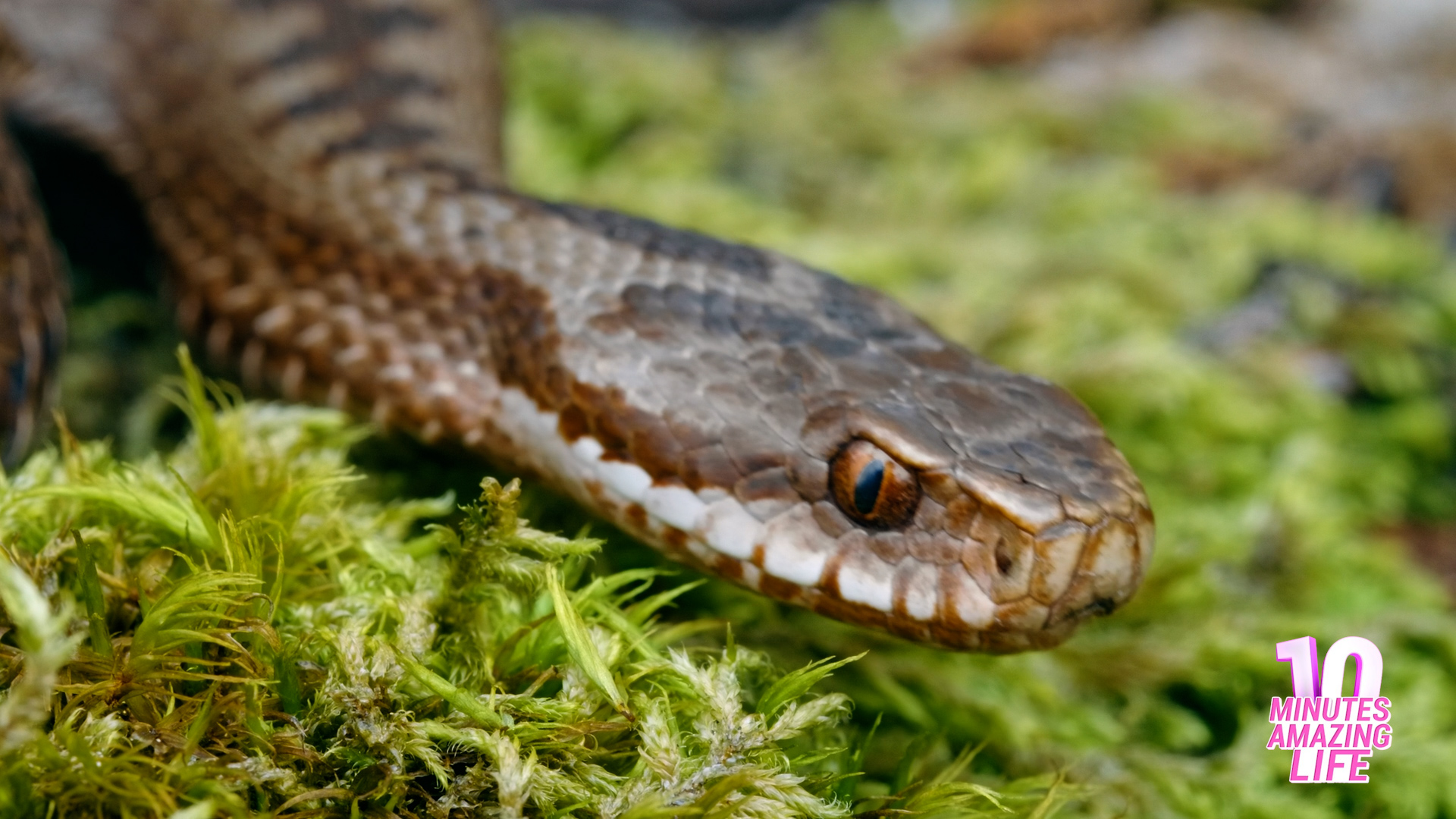 European Viper – Nature’s Cautious Predator