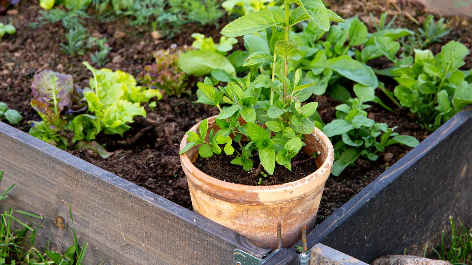 Follow these simple do’s and don’ts to grow healthy mint at home